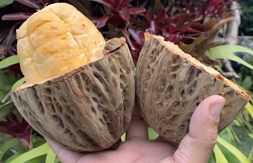 $172.000 millones del IFC para cultivos de cacao en Colombia promovidos por Bacao (del ...