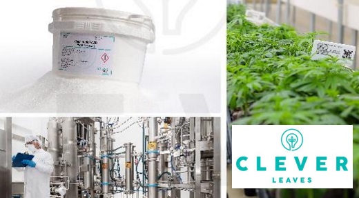 Clever Leaves registra pérdidas netas por 12.8 millones de dólares en los primeros nueve meses ...